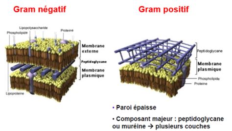 Anatomie Et Structure De La Bactérie Flashcards Quizlet