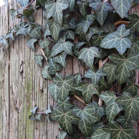 Buy English Ivy Vines Online At Ty Ty Nursery