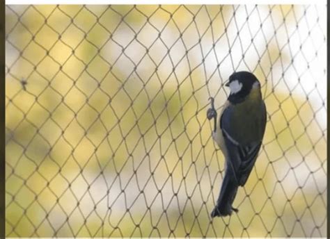 Bird Net Installation Services At ₹ 20 Sq Ft In Pune Id 2850369231688