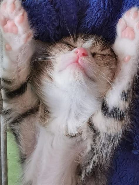 Miau El Este Kimchi Cel Mai Mic Pisoi De La Miau 🥺