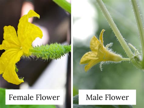 Identifying Male And Female Cucumber Flowers At Matthew Greeves Blog