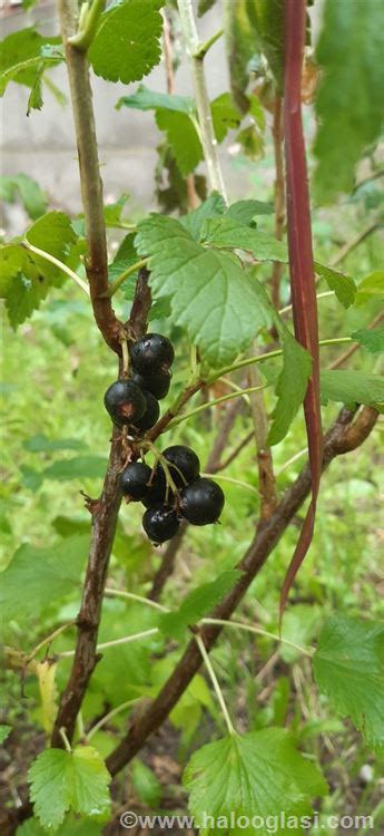 Crna Ribizla Halo Oglasi