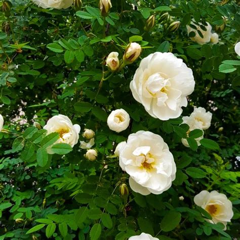 Creeping Climbing Rose Pack Of 3 Red Pink Or White Plant
