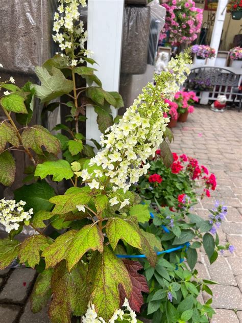 Deciduous Shrubs Flowering Oakleaf Hydrangea Beach Landscaping Beach Landscaping