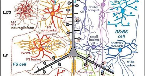 Connectivity Off A Pyramidal Neuron Science Eyewire Forum