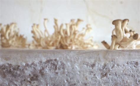 Mycelium Cardboard Insulation Critical Concrete