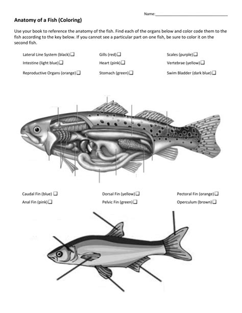 Fish Anatomy Worksheet