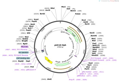 Addgene Puc19 Hph
