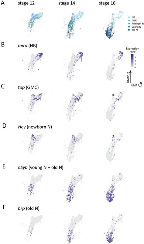 neural cell type atlas a atlas of neural cells at embryonic stage 12