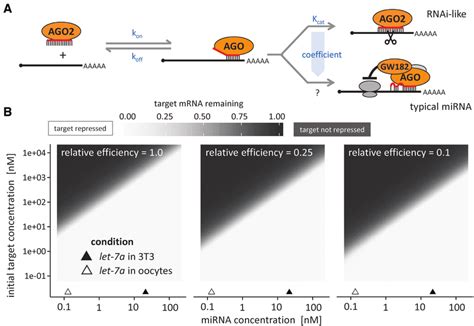 Mathematical Simulation Of Mrna Repression In Mouse Oocytes A A