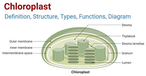 Simple Chloroplast Drawing Chemical Energy Light Independent