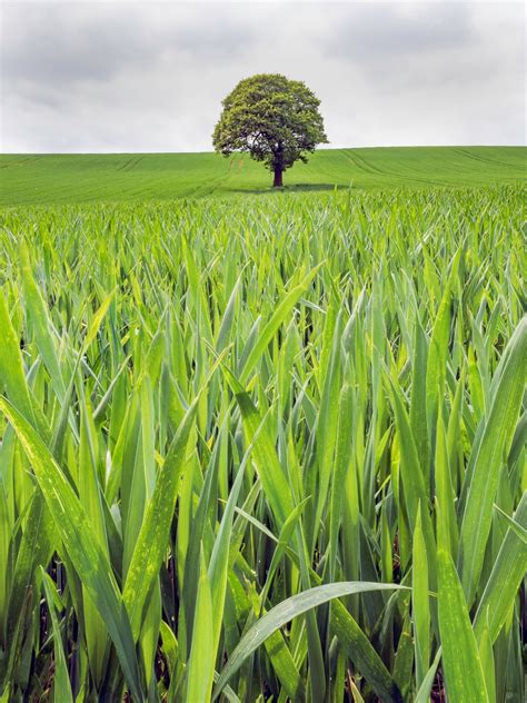 Woolley Hall Wakefield Holiday Accommodation Holiday Houses And More Stayz