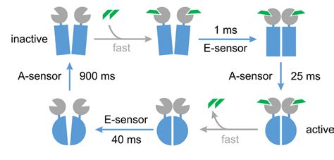 20 schematic illustration of the activation and deactivation kinetics