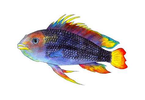 Aquarium Fish Apistogramma Tropical Fish Stock Illustration