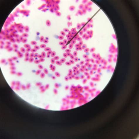 Looking At Cells Under Microscopes Mrs Wippichs Class Website