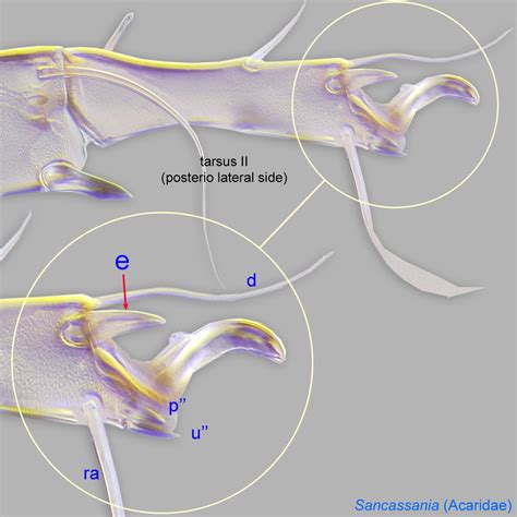 Mite Morphology Bee Mite Id