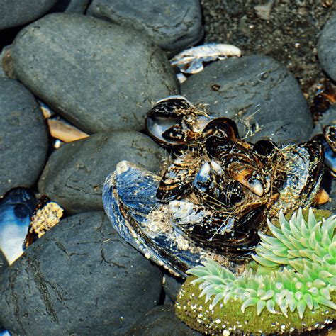 Uncovering The Best Spots To Find Seashells On The Oregon Coast