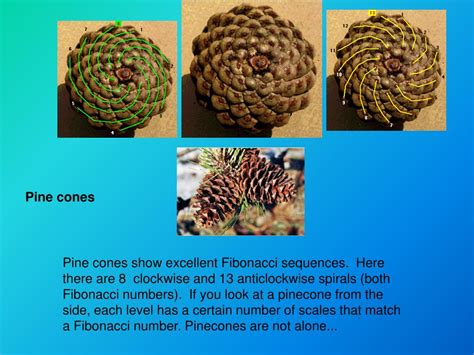 Ppt The Fibonacci Sequence In Nature Powerpoint Presentation Free Download Id 4917120