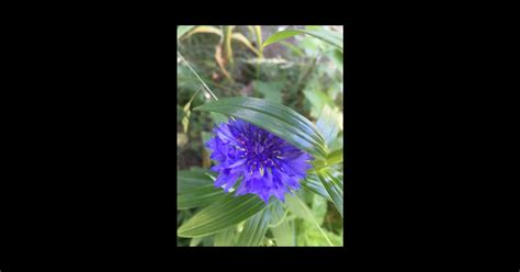 Hidden Button Hidden Sticker Teepublic