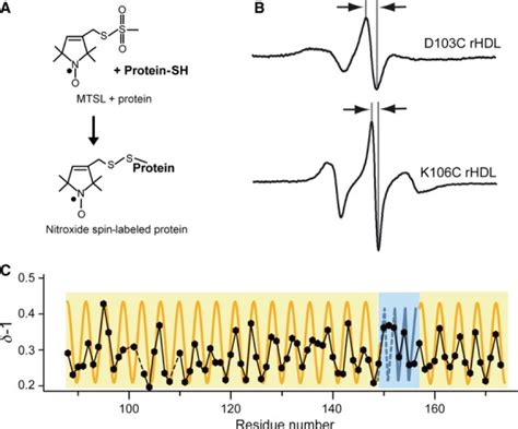 The Secondary Structure Of Apolipoprotein A I On 96 Nm Reconstituted High Density Lipoprotein