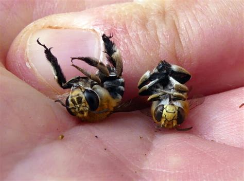 The Buzz Project Promoting Pollinators Of Central Victoria