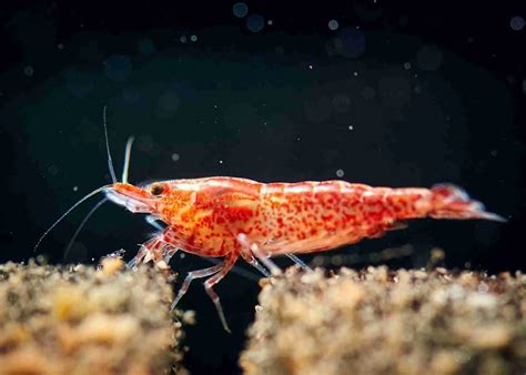 What Do Cherry Shrimp Eat