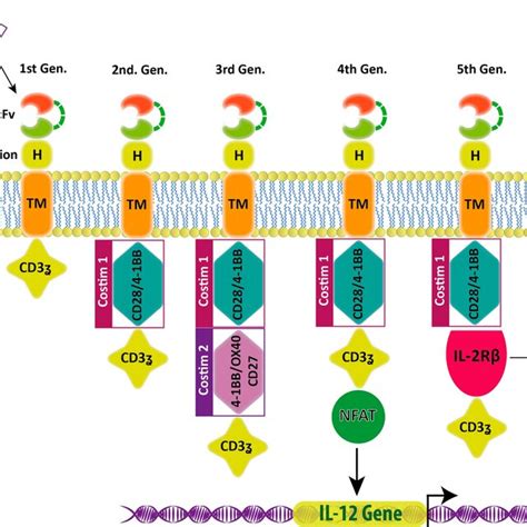 Expression Of B Cell Maturation Antigen On Plasma Cells The Stages Of