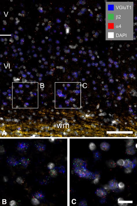 Ac Vglut1 Positive Glutamatergic Neurons Coexpress 2 And 4 Nachr