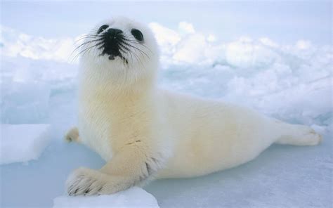 Hd Seal Wallpapers Top Free Hd Seal Backgrounds Wallpaperaccess