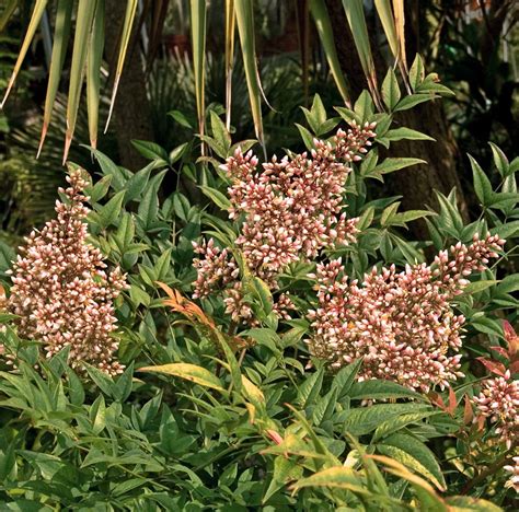 Dwarf Nandina Varieties Flirt™ Nandina Sooner Plant Farm