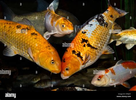 Koi And Carp Stock Photo Alamy