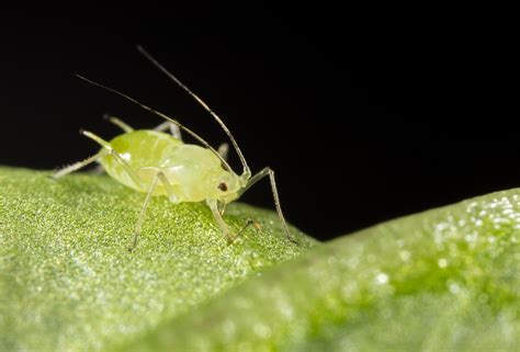 Glasshouse Potato Aphid Biocontrol Damage And Life Cycle
