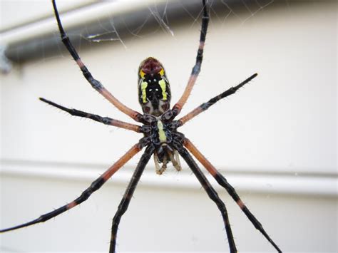 My New Pet Orb Weaver Spider Blog Jeremy Glover