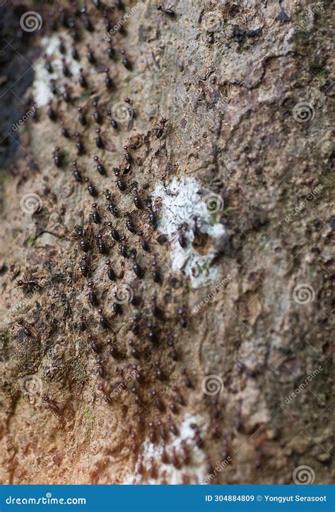 Many Ants Are Leaving The Nest On The Path Of Large Tree Stock Image