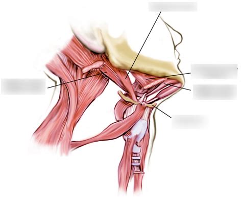 F418 Suprahyoid Muscles Diagram Quizlet