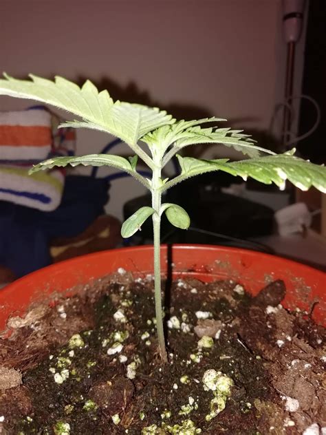 What Sex Is My Seedling Grow Question By Imbatman Growdiaries