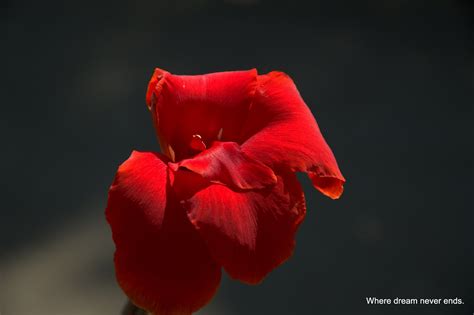 DSC Sayan Paul Flickr