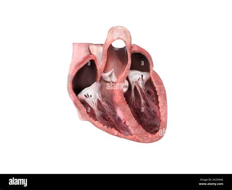 Real Human Heart Diagram Labeled Bio202 Heart Model