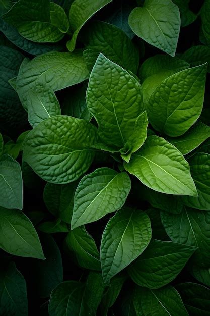 Oliage Images Free Download On Freepik