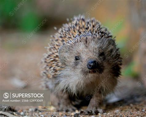 Southern White Breasted Hedgehog Erinaceus Concolor Ssp Nesotes Crete