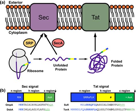 Molecular Microbiology Microbiology Journal Wiley Online Library