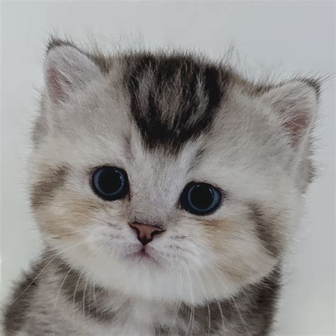 브리티쉬숏헤어 감자 퍼스트캣ㆍ24시 고양이분양ㆍ전국 안심홈서비스