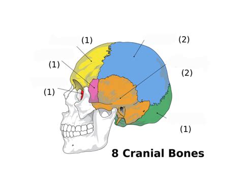 Skull Bones Labeling Quiz