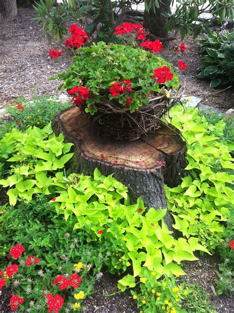 Best Plants To Grow In A Tree Stump At Brandi Stevens Blog