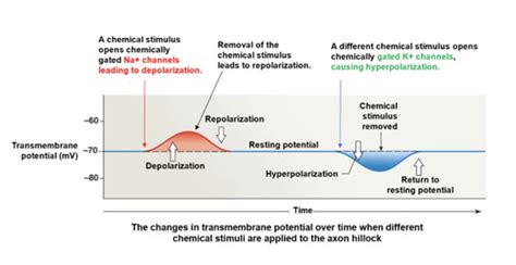 Graded Potentials Flashcards Quizlet