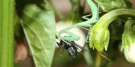 Garden Guardian Praying Mantis An Organic Insecticide Live Love Garden