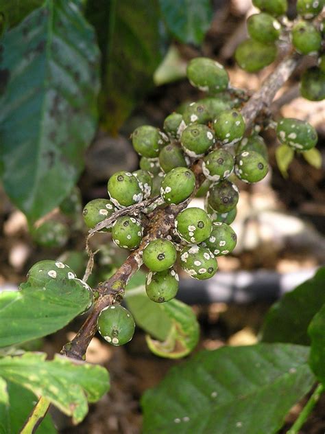 Scale Greencherry Green Scale Insects Commonly Infest The Flickr