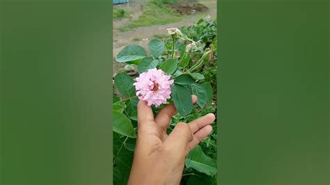 Flavar So Cut Youtube