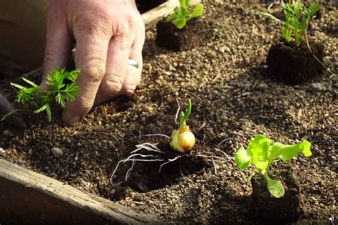 Oignons Et Carottes Au Potager Associations Pour De Meilleures Récoltes