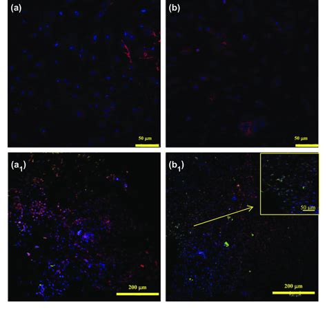 Confocal Images Of RUNX And Osteocalcin A B Control Pure Gelatin Download Scientific